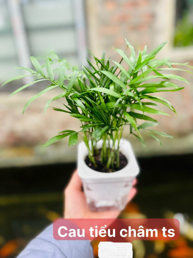 Cau tiểu châm (thủy sinh) - Cây Xanh Đô Thị Đại Phát